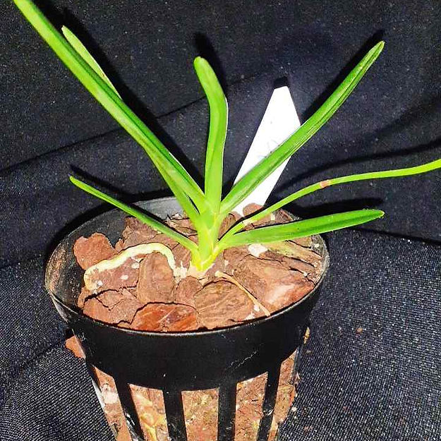 Mini Orchid - Vanda Testacea x Lucknow