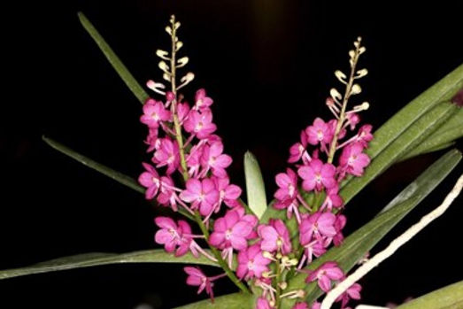 Mini Orchid - Vanda Ampullacea x Miniata