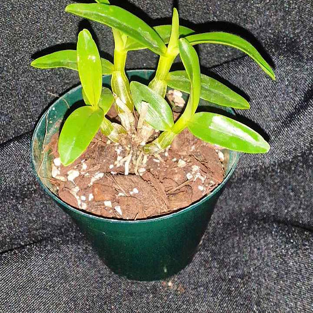 Mini Orchid - Dendrobium Angel Lake