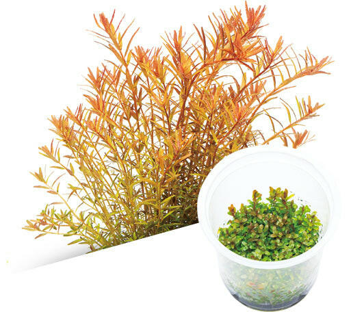 ADA - Rotala Rotundifolia