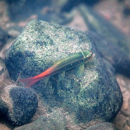 Garra panitvongi (Burmese Red Tail Garra)