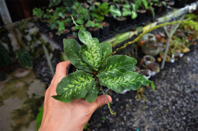 ADA - Tectaria heliocarpa