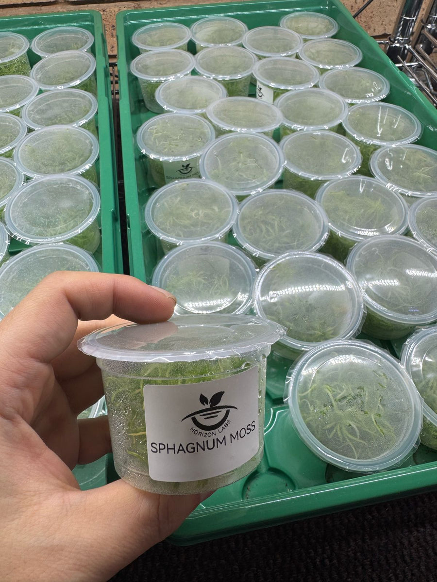 Horizon - Live Sphagnum Moss(cup)