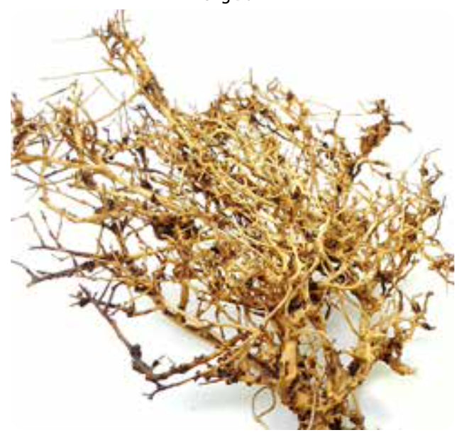 Tiny Ramous Wood Branches (per gram)