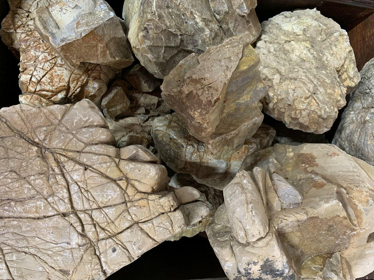 Tortoise Stone/100g – Art of Aqua