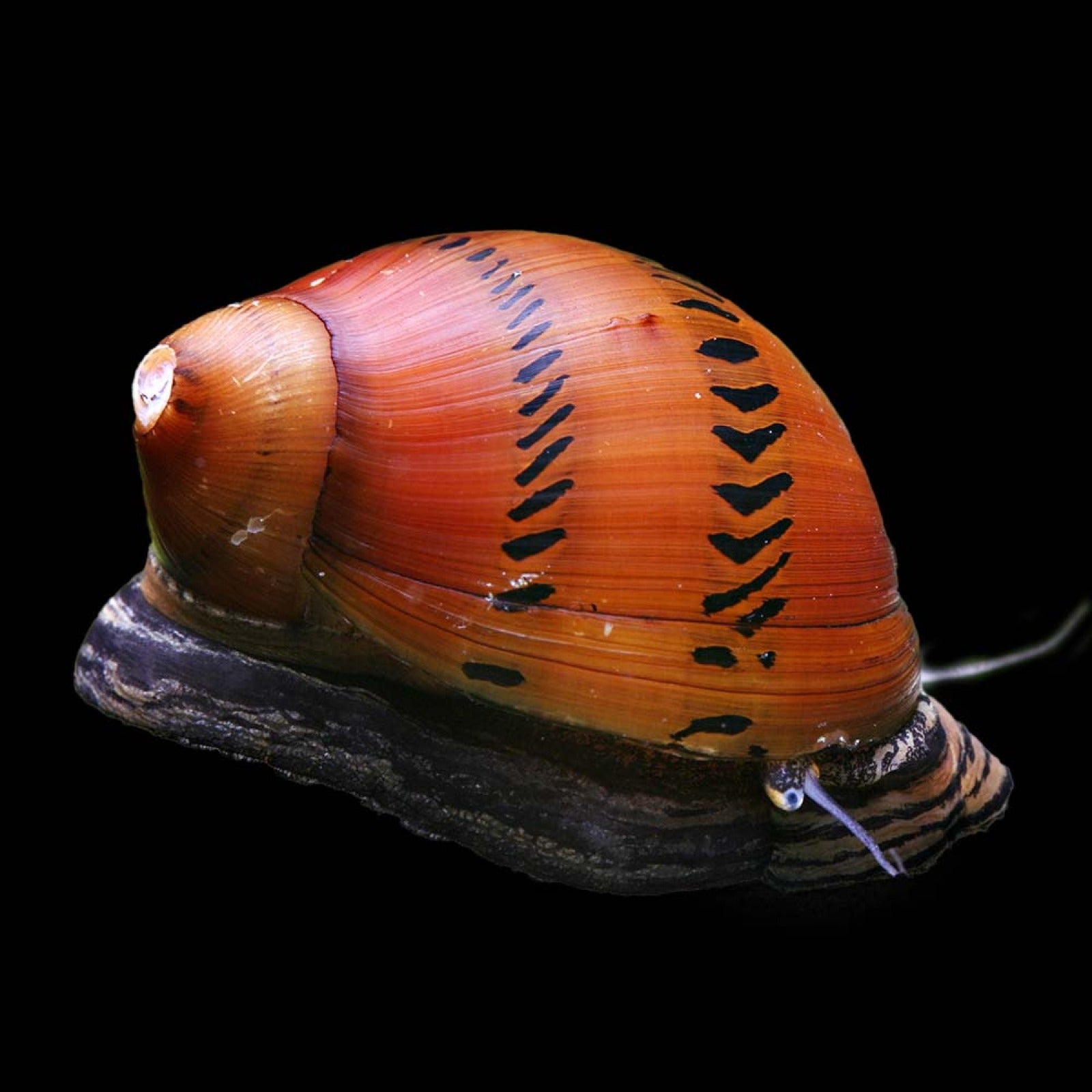 Red Spotted Nerite Snail