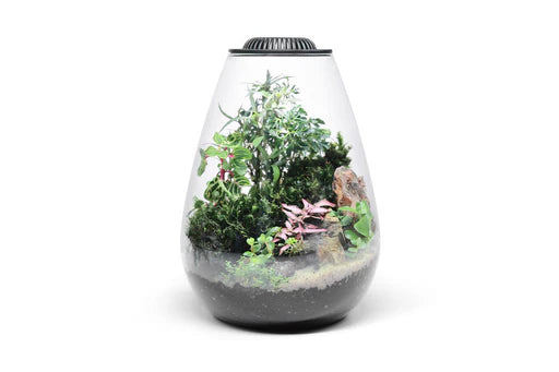 Bio Bowl - Teardrop Terrarium Kit Black