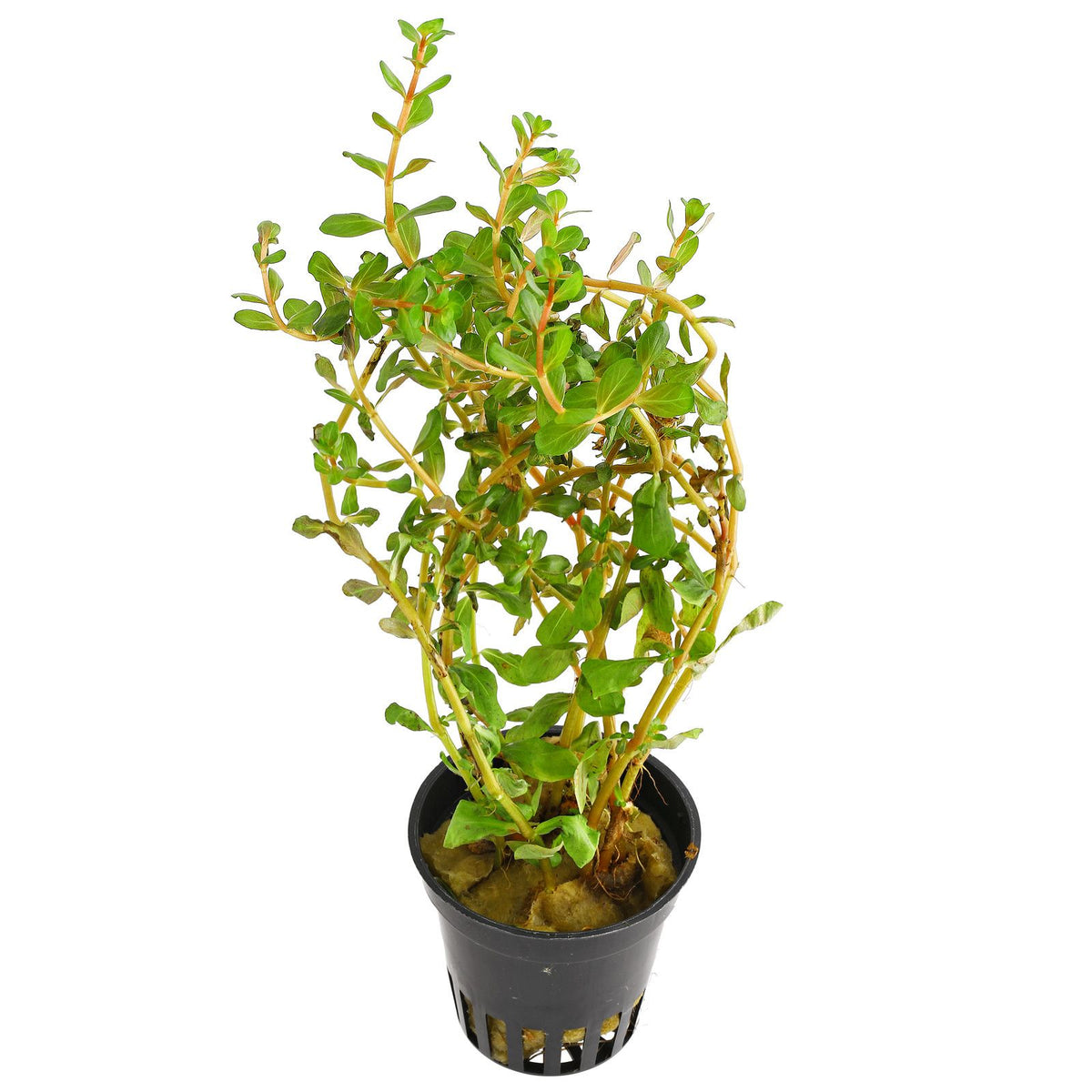 Epic Aquatics - Rotala h'ra