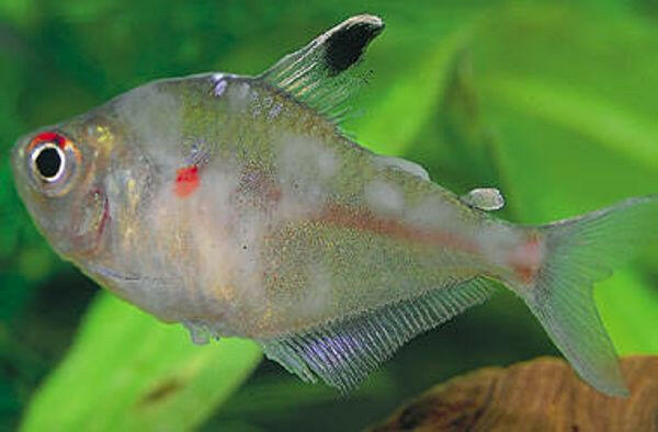 Furanol Plus 250 (Bacterial Infections) - 20 Tablets – Art of Aqua