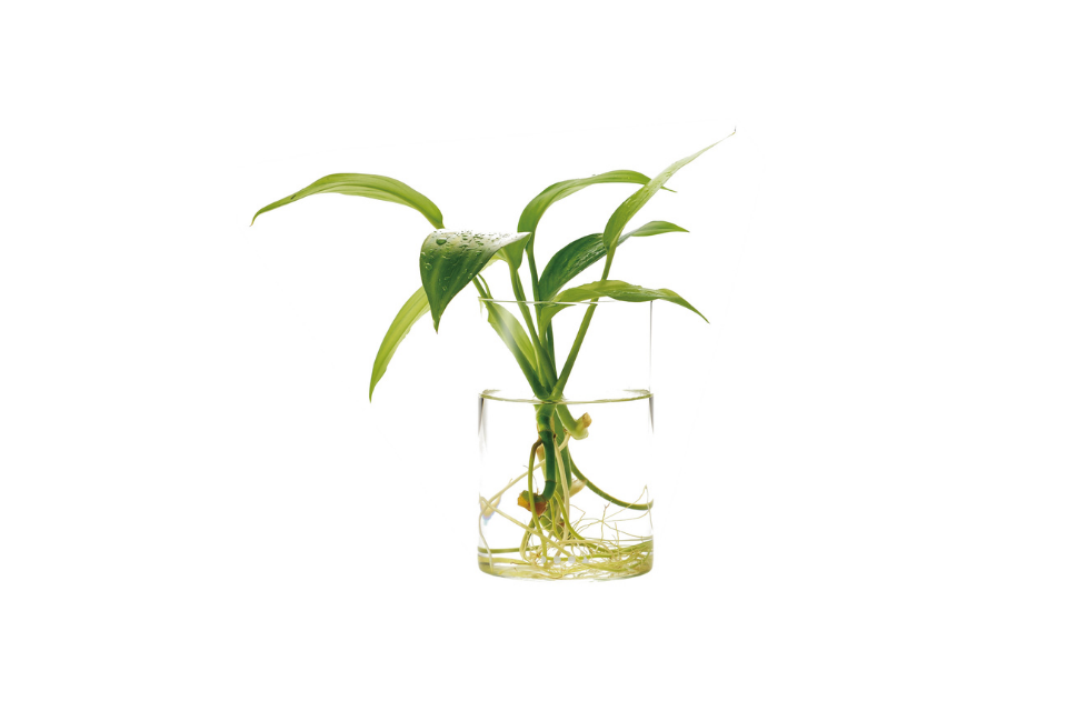 DOOA - Glass Pot MARU 95